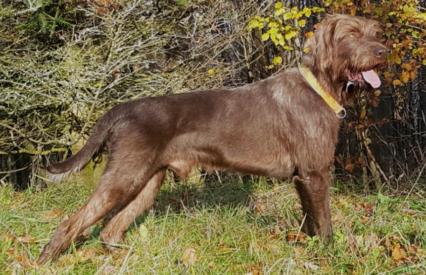 Is Pudelpointer Hypoallergenic